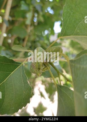 Poplar Leaf-stem Gall Aphids (Pemphigus Stock Photo - Alamy
