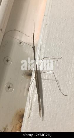 American Grass Mantis (Thesprotia graminis Stock Photo - Alamy