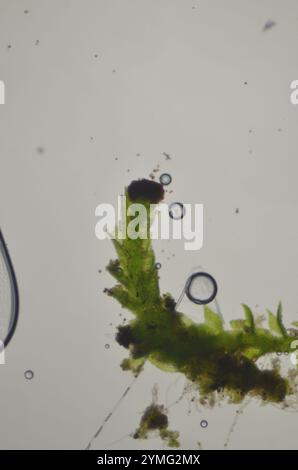 Heller's Notchwort (Crossocalyx hellerianus Stock Photo - Alamy