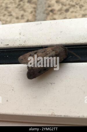 Bogong moth (Agrotis infusa Stock Photo - Alamy
