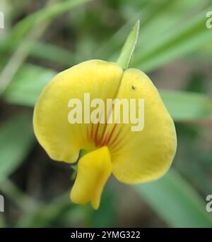 Cape Caterpillarbean (Zornia capensis Stock Photo - Alamy