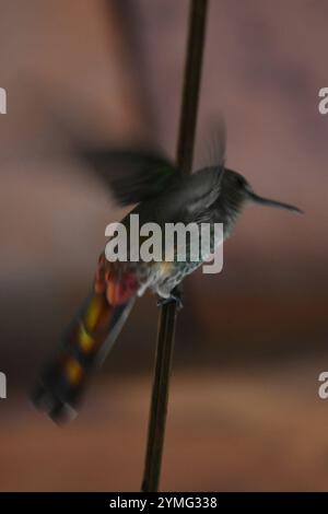 Red-tailed Comet (Sappho sparganurus) Aves Stock Photo - Alamy