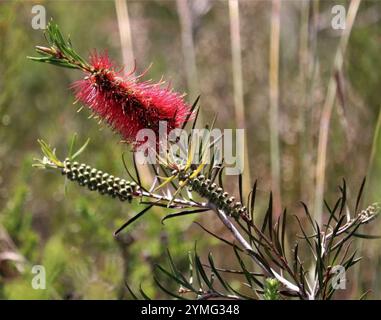 Narrow-leaved Bottlebrush (Melaleuca linearis Stock Photo - Alamy