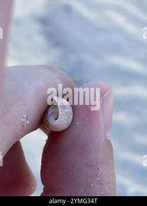 Common West Indian Bubble (Bulla occidentalis) Mollusca Stock Photo - Alamy