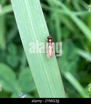 Small Hover Fly (Melanostoma fasciatum), Insecta, Fairfield, Lower Hutt ...