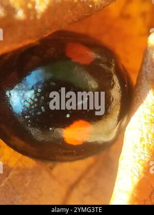 Twice-stabbed Lady Beetle (Chilocorus stigma Stock Photo - Alamy