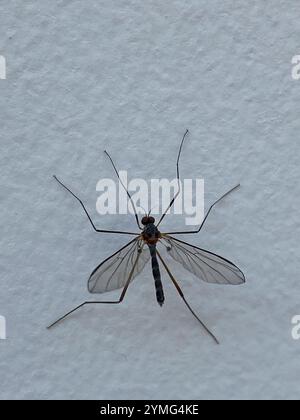 Net-winged Midges (Blephariceridae Stock Photo - Alamy