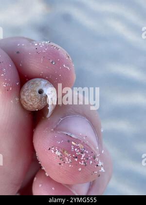 Common West Indian Bubble (Bulla occidentalis Stock Photo - Alamy