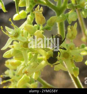 Kirkia (Kirkia acuminata Stock Photo - Alamy