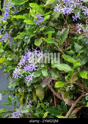 A purple flowering Wisteria vine by a small pond in a western Slovenian ...