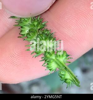 Cuban copperleaf (Acalypha setosa Stock Photo - Alamy
