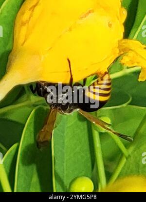 Keyhole Wasp (Pachodynerus nasidens Stock Photo - Alamy