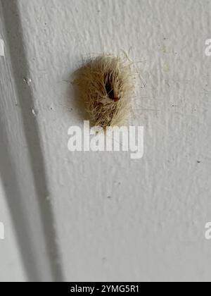 Edwards' Wasp Moth (Lymire edwardsii Stock Photo - Alamy