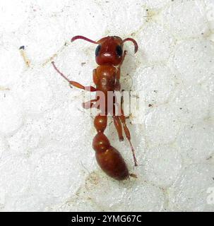 Natal Slender Ant (Tetraponera natalensis Stock Photo - Alamy