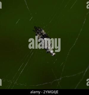 Common Garbage-Line Web Spider (Cyclosa insulana), Arachnida ...