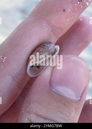 Common West Indian Bubble (Bulla occidentalis) Mollusca Stock Photo - Alamy
