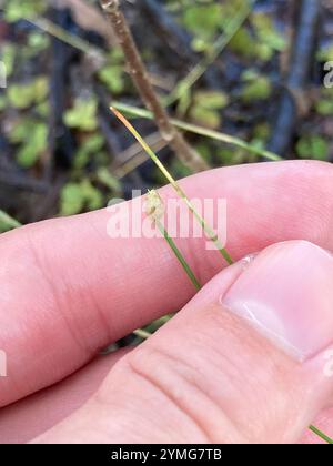 (Eleocharis flavescens flavescens Stock Photo - Alamy