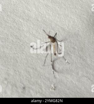 Striped Mosquito (Aedes notoscriptus Stock Photo - Alamy