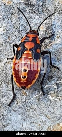 Indian Milkweed Bug (Spilostethus pandurus Stock Photo - Alamy