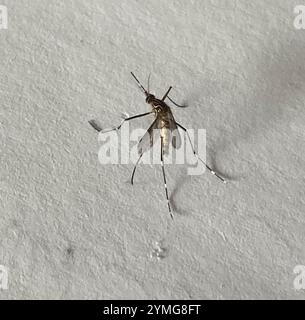 Striped Mosquito (Aedes notoscriptus Stock Photo - Alamy