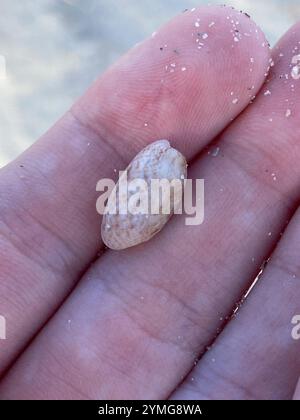 Common West Indian Bubble (Bulla occidentalis Stock Photo - Alamy