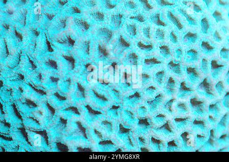 Turquoise Closed Brain Coral - Favites spp Stock Photo - Alamy