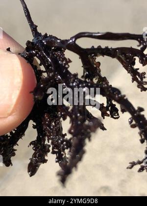 encrusting red algae (Mastocarpus Stock Photo - Alamy
