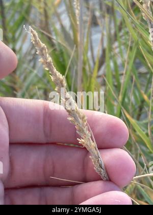 Saltgrass (Distichlis spicata Stock Photo - Alamy