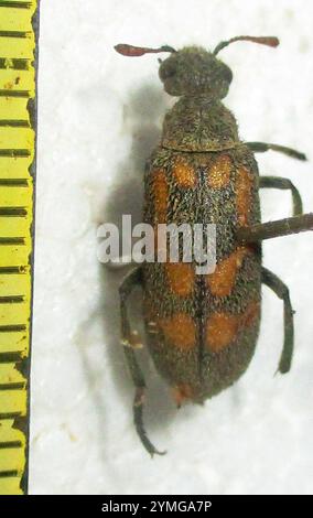 Felt Blisterbeetle (Hycleus burmeisteri Stock Photo - Alamy