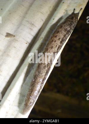 Changeable Mantleslug (Megapallifera mutabilis Stock Photo - Alamy