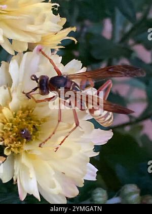 Apache Paper Wasp (Polistes apachus) Insecta Stock Photo - Alamy