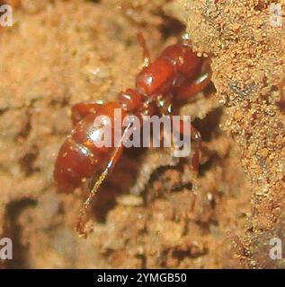 Driver Ants and Allies (Dorylus Stock Photo - Alamy