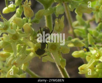 Shiny sugar ant (Camponotus cinctellus Stock Photo - Alamy