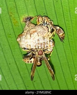 Mexican Paper Wasp (Mischocyttarus mexicanus Stock Photo - Alamy