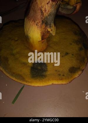 Butter Boletes (Butyriboletus Stock Photo - Alamy