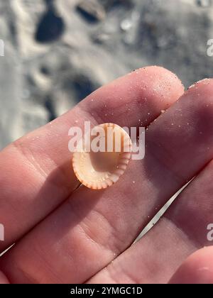 Western Atlantic Striped False Limpet (Siphonaria naufragum) Mollusca ...