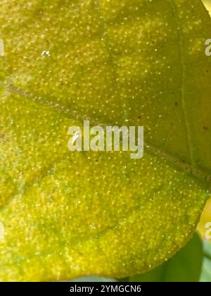 Bigleaf Snowbell (Styrax grandifolius Stock Photo - Alamy