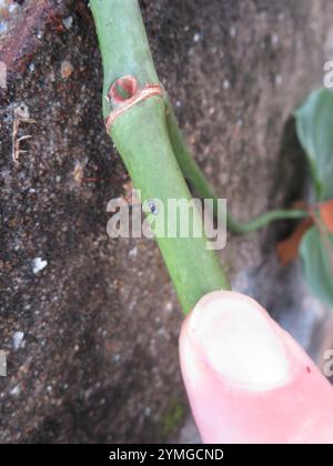 Turtle Ants (Cephalotes Stock Photo - Alamy