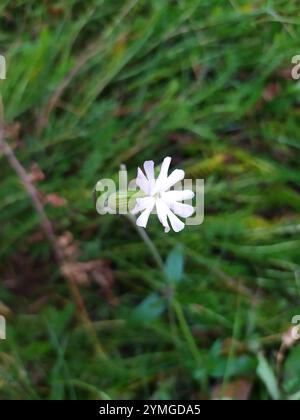 evening lychnis (Silene latifolia alba Stock Photo - Alamy