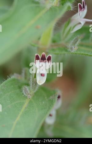 Green Chiretta (Andrographis paniculata Stock Photo - Alamy