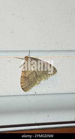 Bruce Spanworm Moth (Operophtera bruceata) Insecta Stock Photo - Alamy
