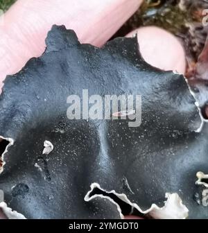 Blacksaddle pelt lichen (Peltigera neckeri) Fungi Stock Photo - Alamy