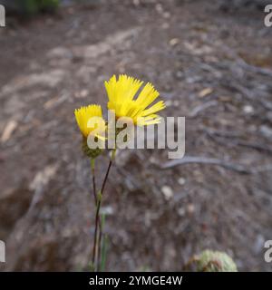 Copper-wire Daisies (Podolepis Stock Photo - Alamy