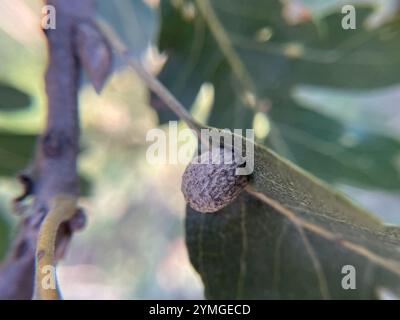 Fuzzy-Gall Wasp (Cynips conspicuus) Insecta Stock Photo - Alamy