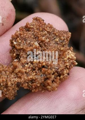 serried porecrust (Fomitopsis serialis Stock Photo - Alamy