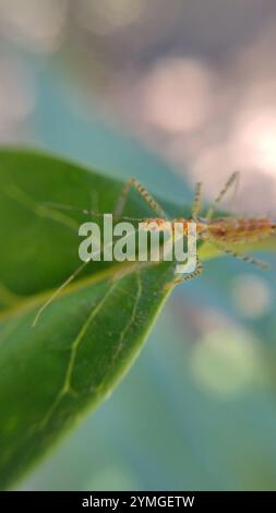 Leafhopper Assassin Bug (Zelus renardii Stock Photo - Alamy