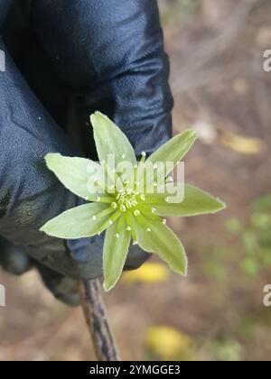Forster's Clematis (Clematis forsteri Stock Photo - Alamy