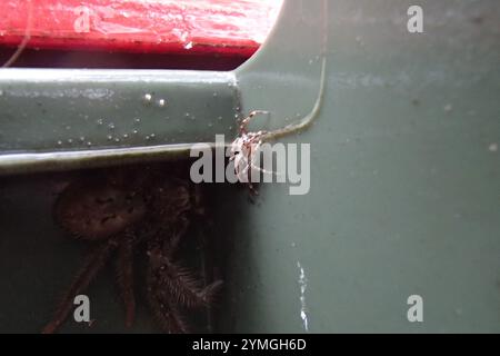 Grey Huntsman (Isopeda villosa Stock Photo - Alamy