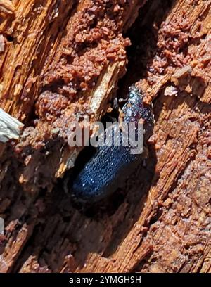 Red-rot Decay Stag Beetle (Ceruchus piceus Stock Photo - Alamy