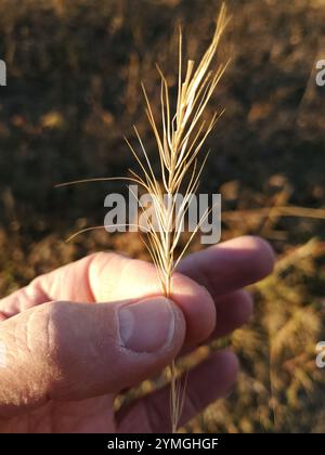 Canada wild rye (Elymus canadensis Stock Photo - Alamy